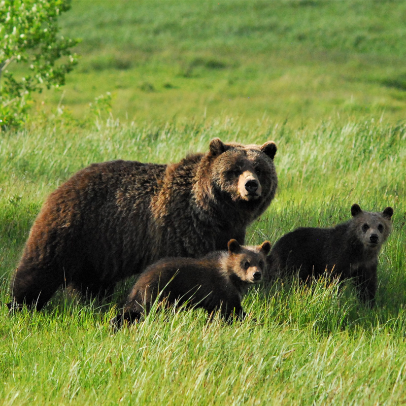 Home - Cooke City Chamber